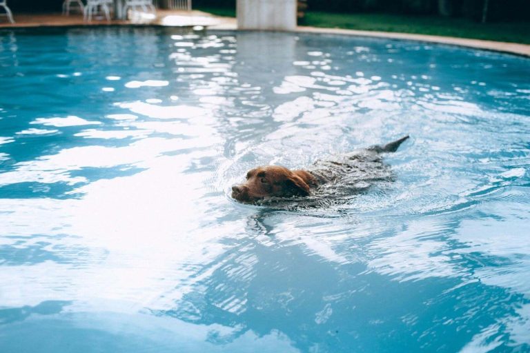 Mastering The Doggy Paddle Swim: A Fun And Effective Swimming Style